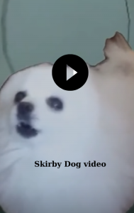 Skirby: The Viral Dog Video Taking Twitter by Storm – Blog Tài Chính EUF